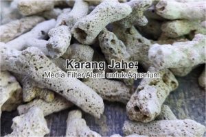 Karang Jahe: Media Filter Alami untuk Aquarium - Aquair Indonesia