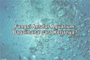 Fungsi Aerator Aquarium: Bagaimana Cara Kerjanya? - Aquair Indonesia