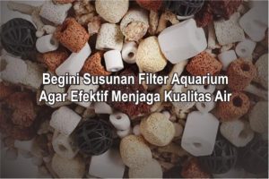 Begini Urutan Filter Aquarium: Cara Efektif Menjaga Kualitas Air ...